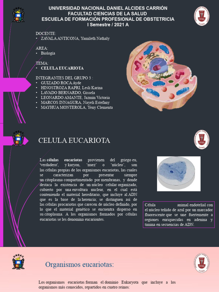 CELULA EUCARIOTA (1) Diapositivassss | PDF | Biología Celular) | Eucariotas