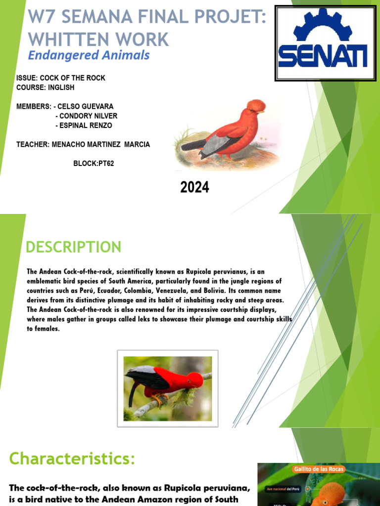 Final Project Written Work Gallito de Las Rocas - PT62 | PDF | Habitat Destruction | Ecology