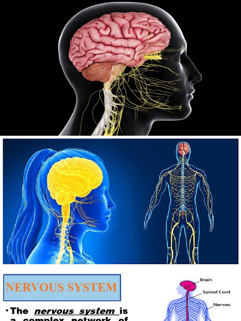 Nervous System | Download Free PDF | Nervous System | Neuron