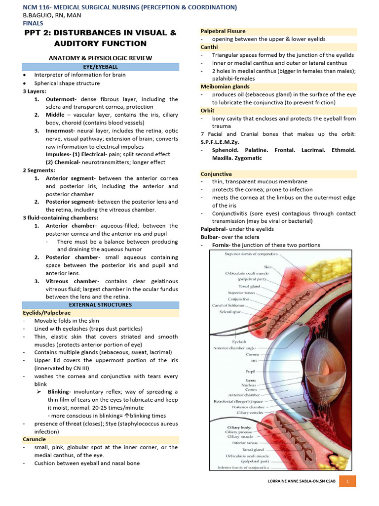 116 Eyes | PDF | Human Eye | Retina