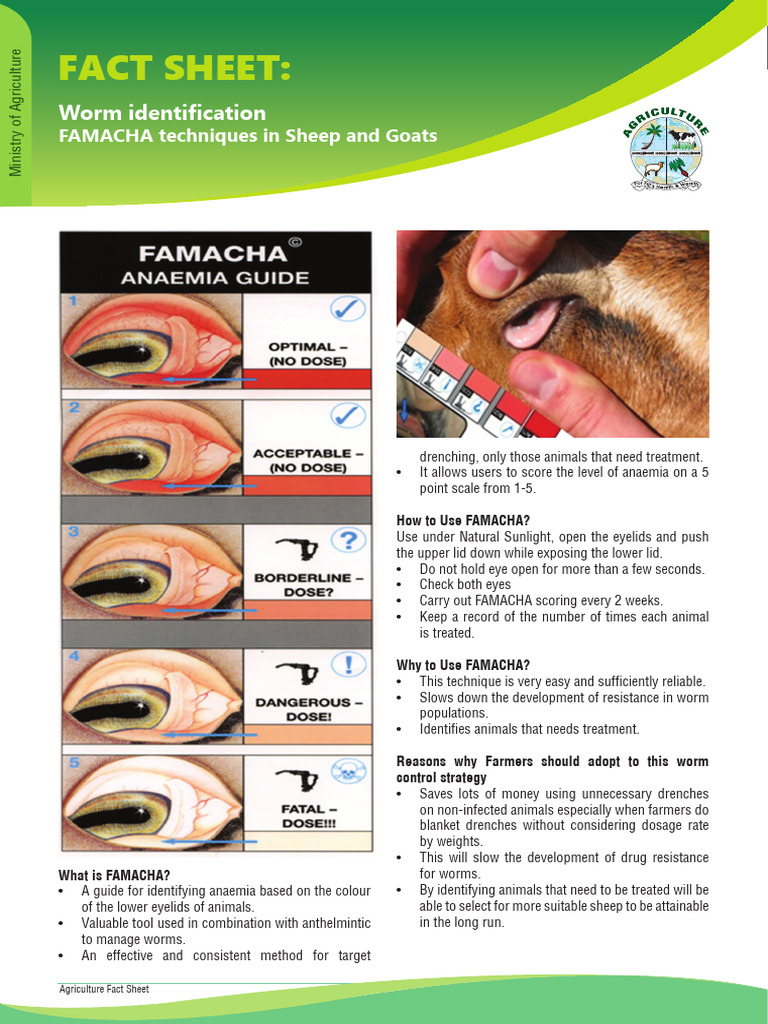 Worm Identification Sheep Goat | PDF | Sheep | Parasitology