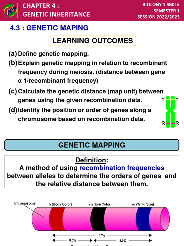 4.3 Genetic Mapping | PDF | Genetic Linkage | Genetic Recombination