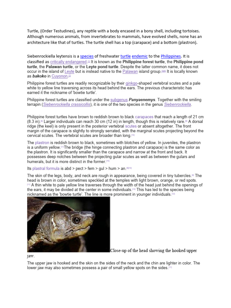 Turtle | PDF | Reptile