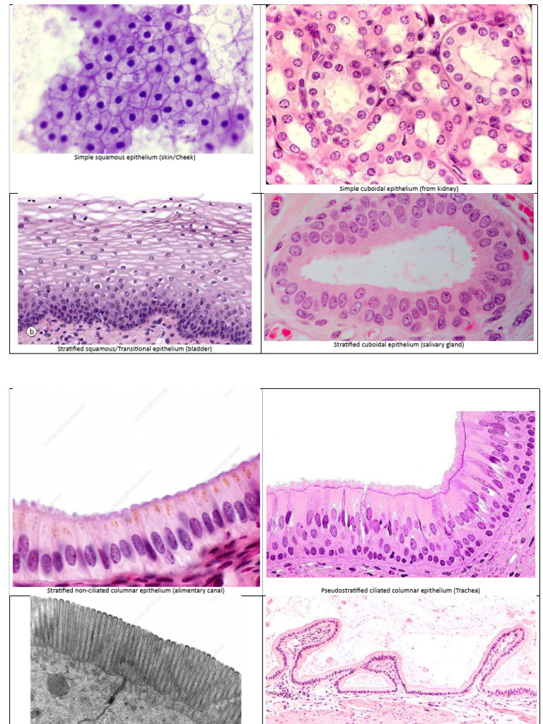 Class IX-Biology-Animal Tissues Handout | PDF | Wellness | Science ...