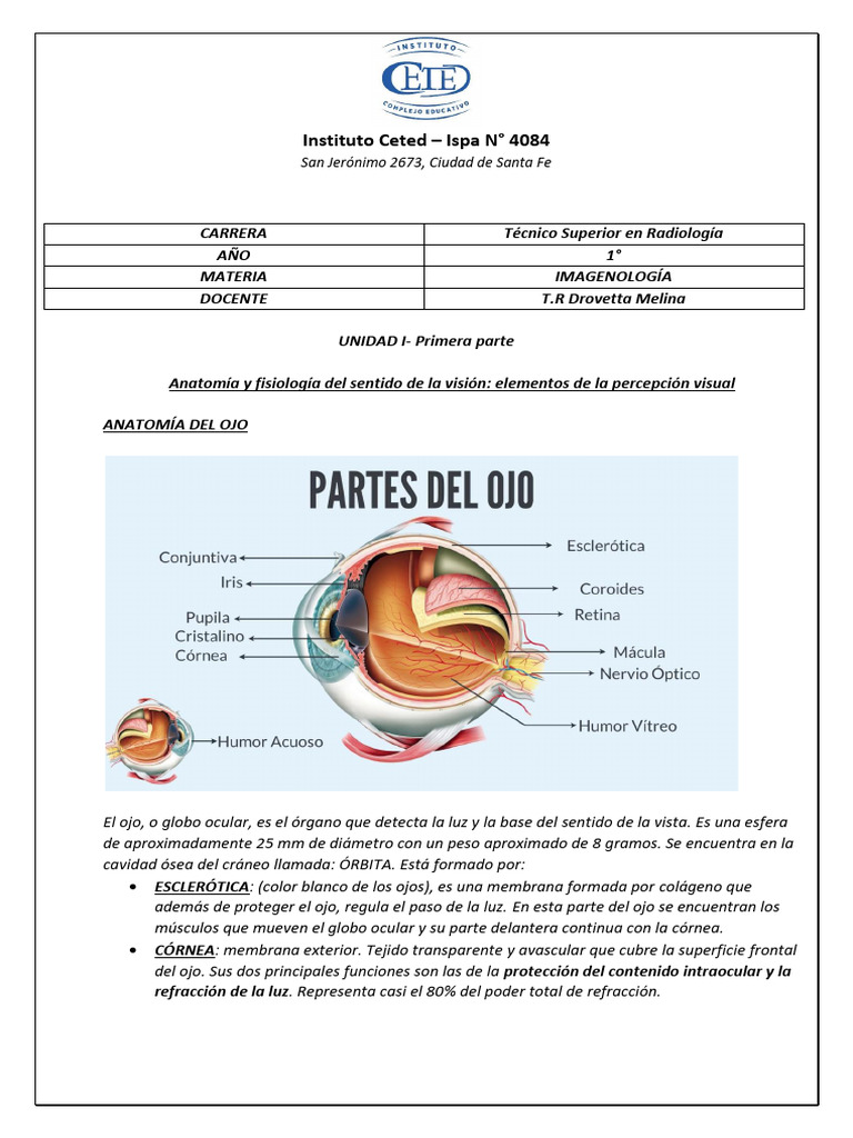 Anatomía y Fisiología del Ojo Humano | PDF | Ojo humano | Percepción visual