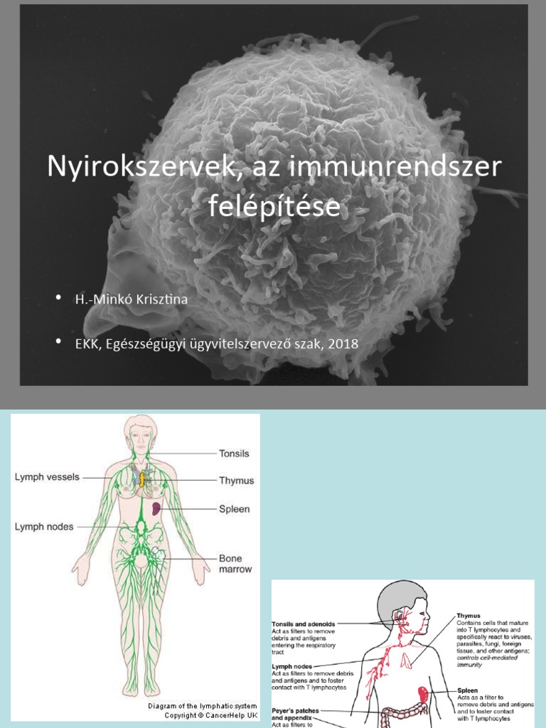 2018 H Minko Krisztina Hun Nyirokszervek Az Immunrendszer | PDF