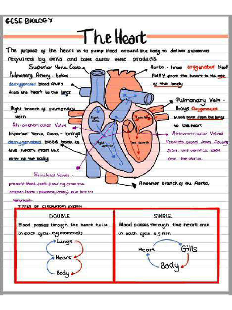 Heart | PDF