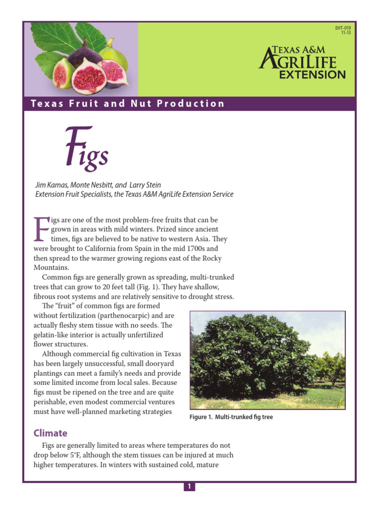 figs varieties | PDF | Trees | Mulch