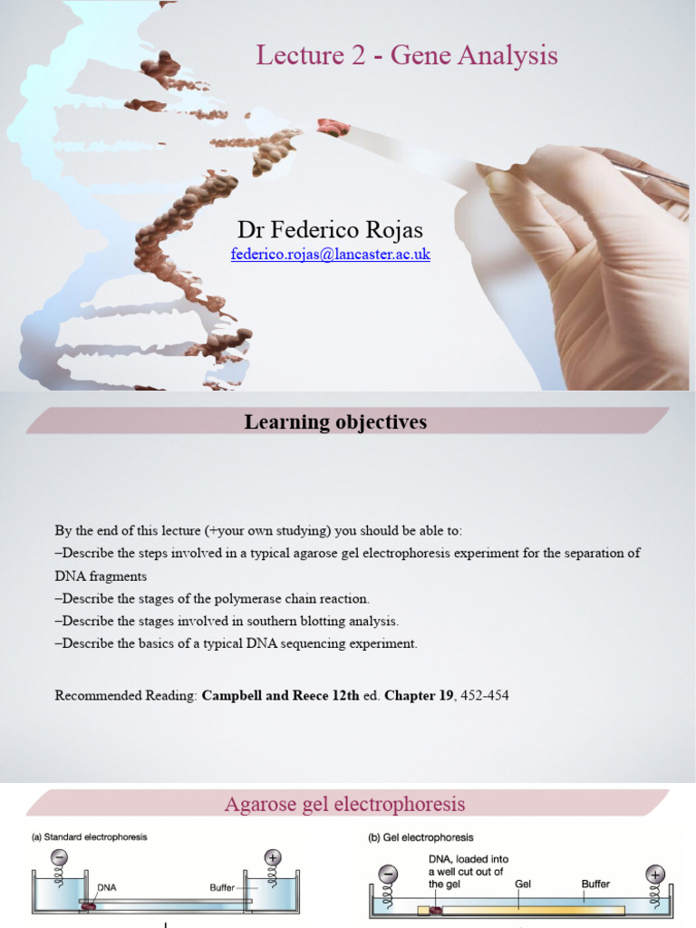 Lecture 2 - Gene Analysis | PDF | Agarose Gel Electrophoresis | Gel ...