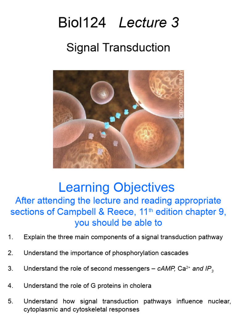 Lecture 3 Signal Transduction Pdf Signal Transduction Cell Signaling