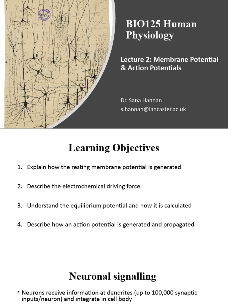 Lecture 2 Membrane Potentials and Action Potentials | PDF | Membrane Potential | Depolarization