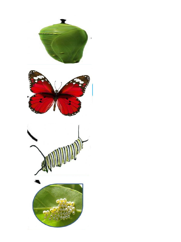 Kitar Hidup Rama - Rama | PDF