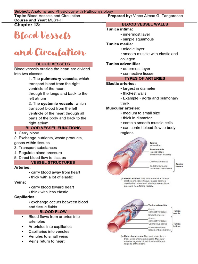 ANAPHY BLOOD VESSELS | PDF | Vein | Aorta