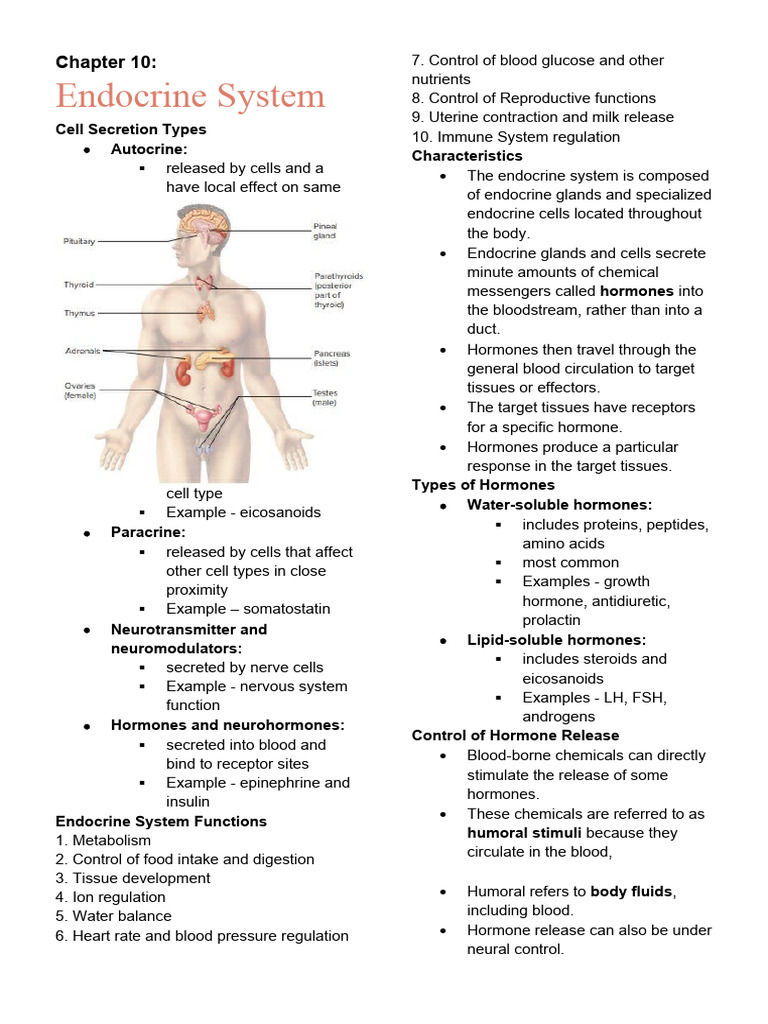 Anaphy Endocrine System | PDF | Hormone | Endocrine System