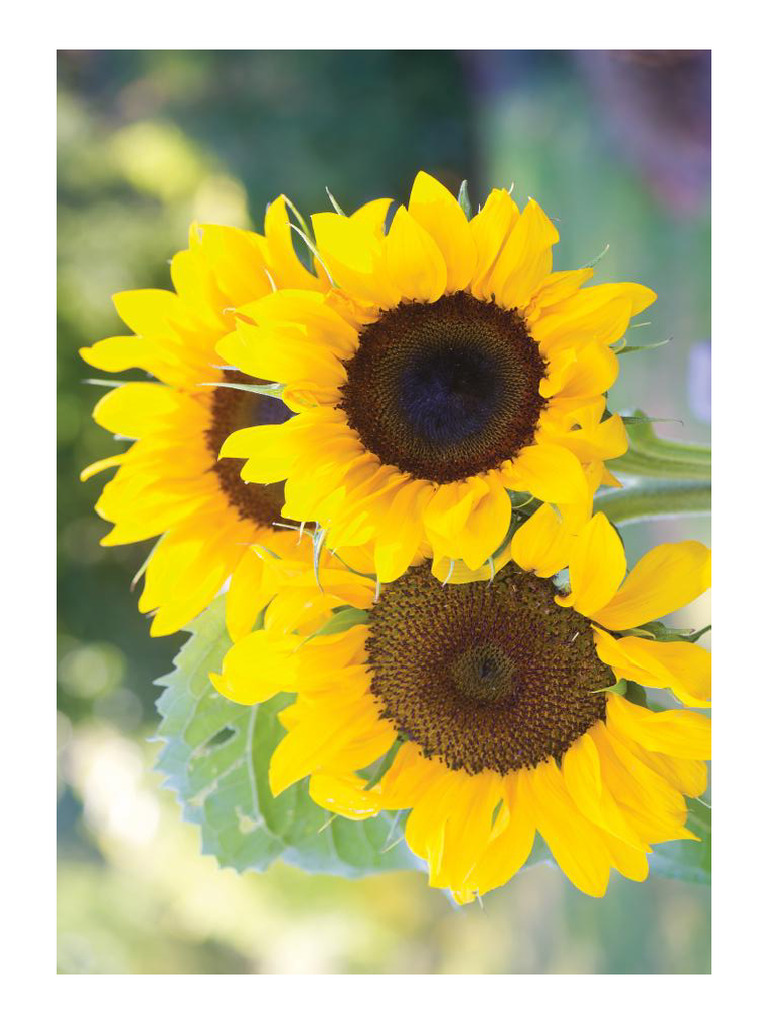 Sample Doc Test | PDF