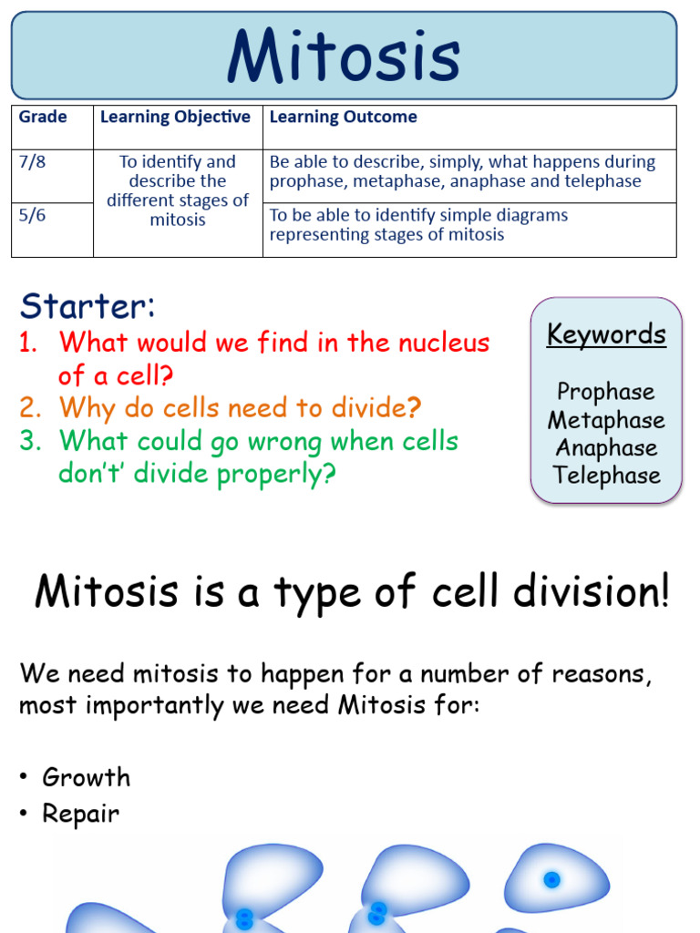 U4 Lesson 3 Mitosis | PDF | Mitosis | Chromosome