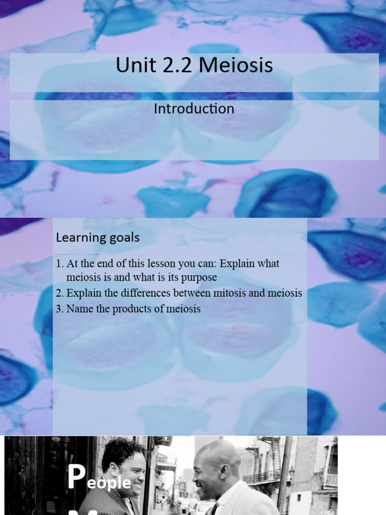 U4 Lesson 5 Meiosis Stages | PDF | Meiosis | Ploidy