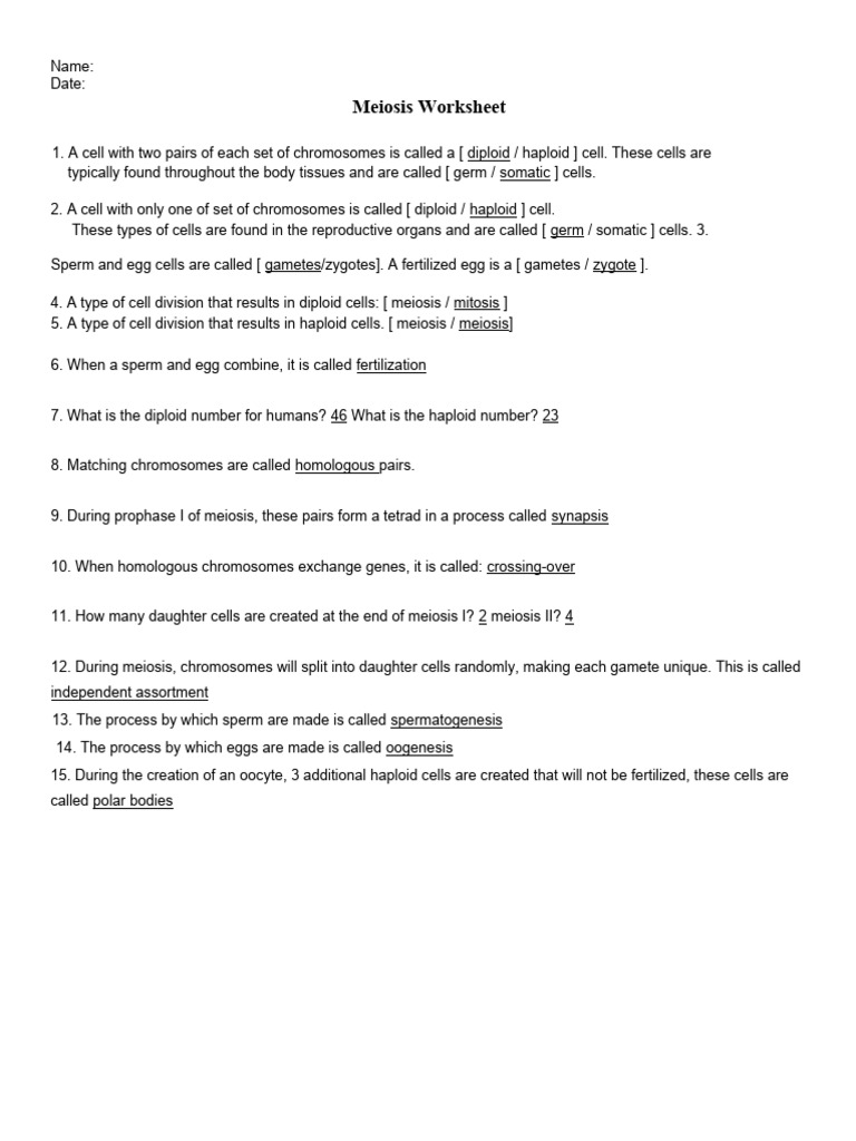 Meiosis Worksheet for Biology Students | PDF