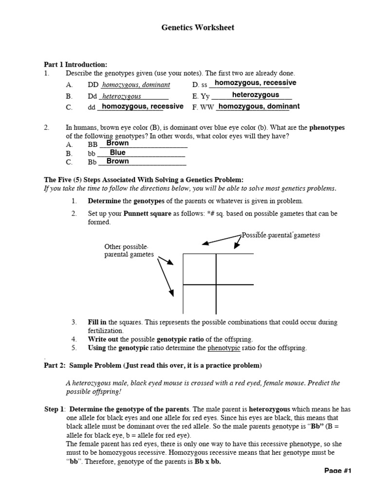 Punnet Square Genetics Worksheet Answers | PDF | Dominance (Genetics ...