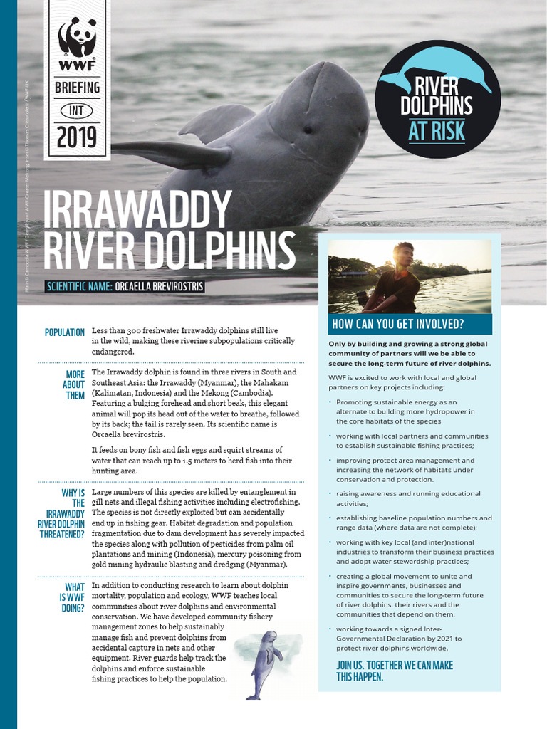 Irrawaddy River Dolphin 2019 | PDF | Natural Environment | Dolphin