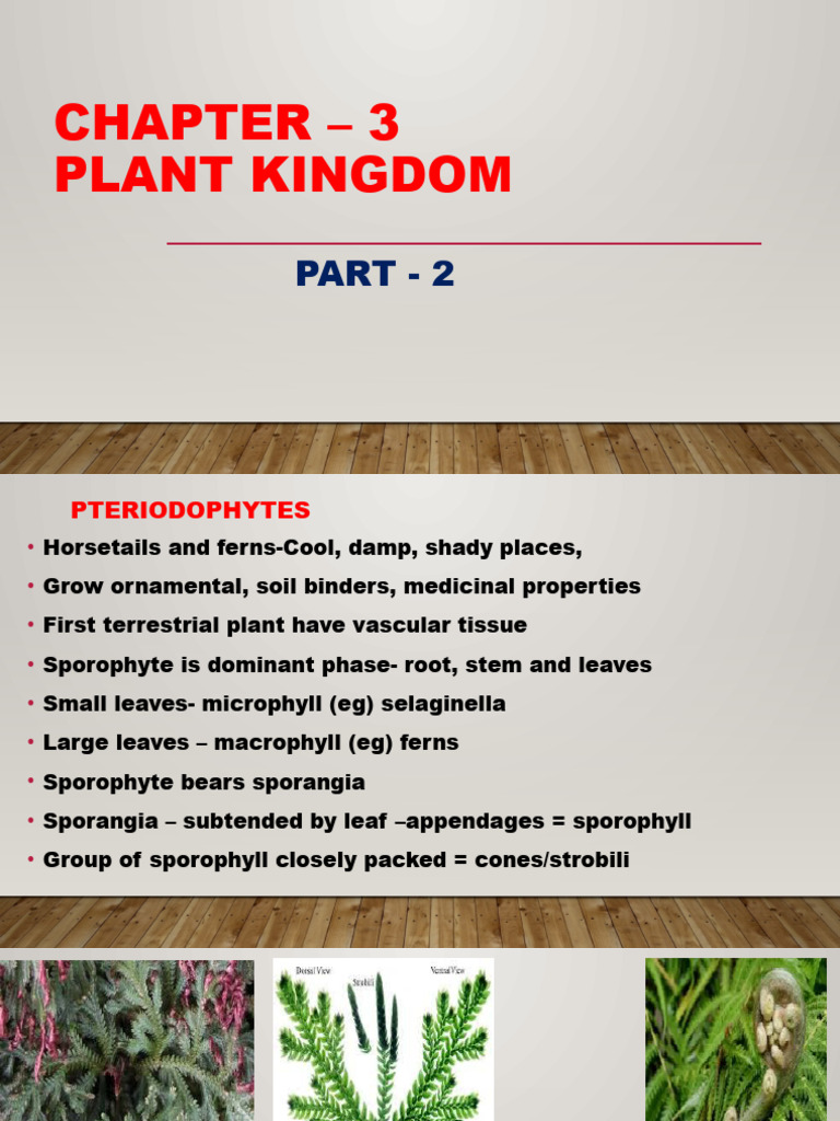 XI-Biology Ch-3 Plant Kingdom PPT-2 | Download Free PDF | Spore ...
