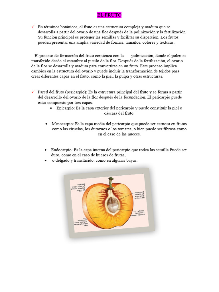 El Fruto | PDF | Ciencia y matemáticas