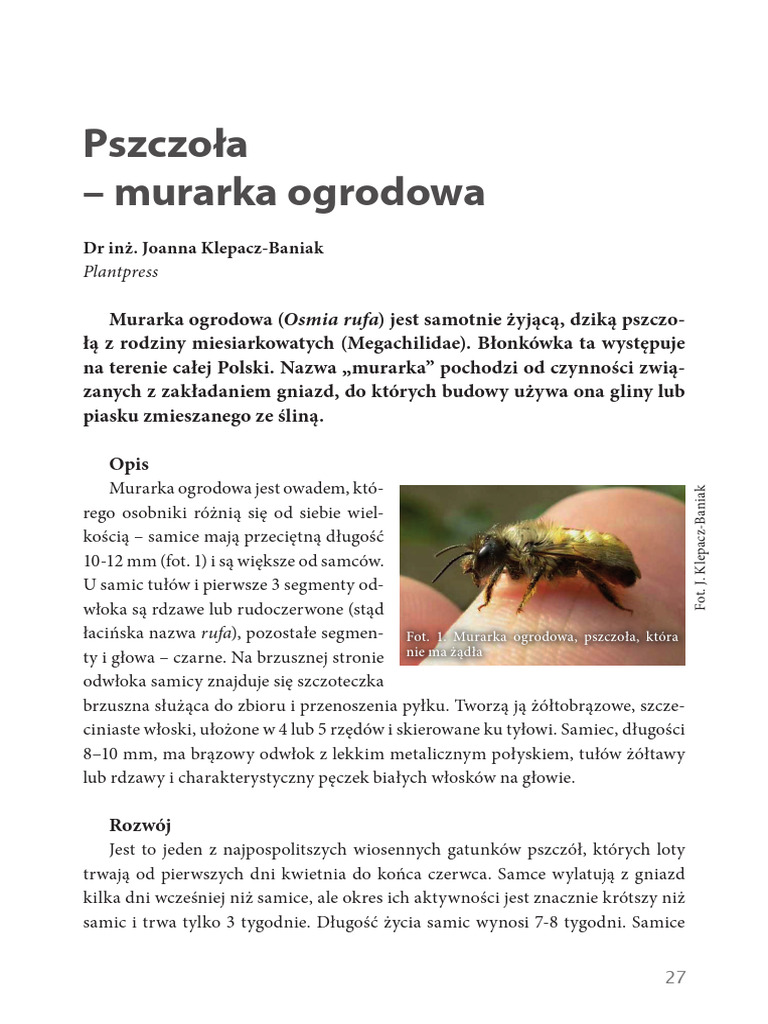 4 Pszczola Murarka Ogrodowa | PDF