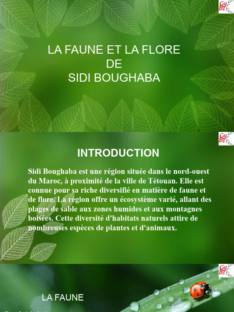 SVT Projet La Faune Et La Flore de Sidi Boughaba | PDF