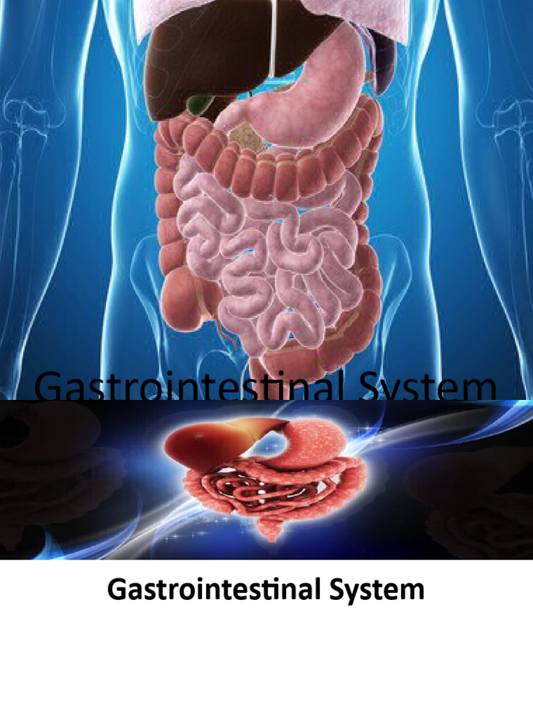 Gastrointestinal System | Download Free PDF | Esophagus | Physical ...