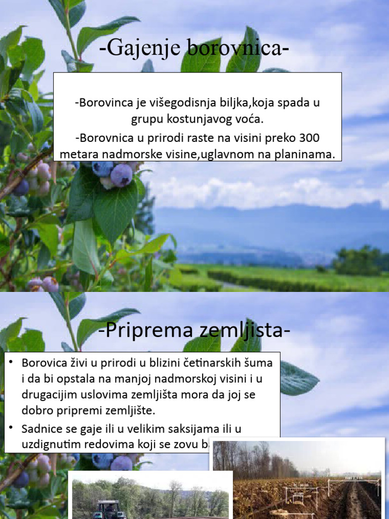 Gajenje Borovnica | PDF