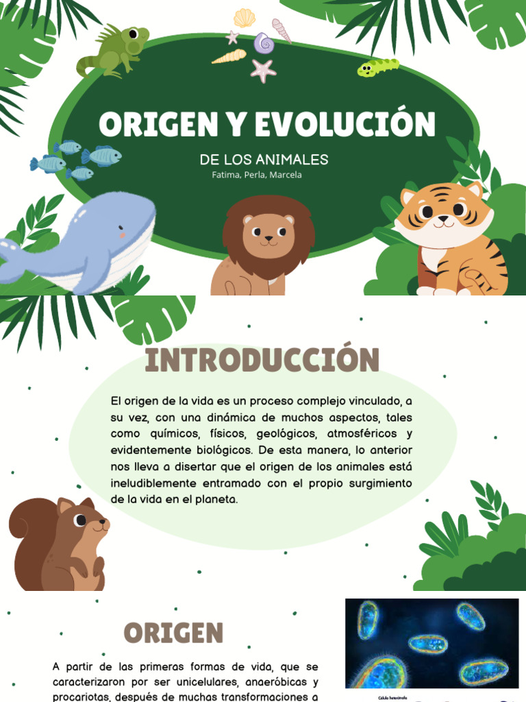 Origen y Evolucion de Los Animales | PDF | Evolución | Vertebrados