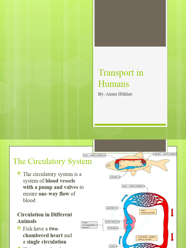 Transport in Humans | PDF | Heart Valve | Heart