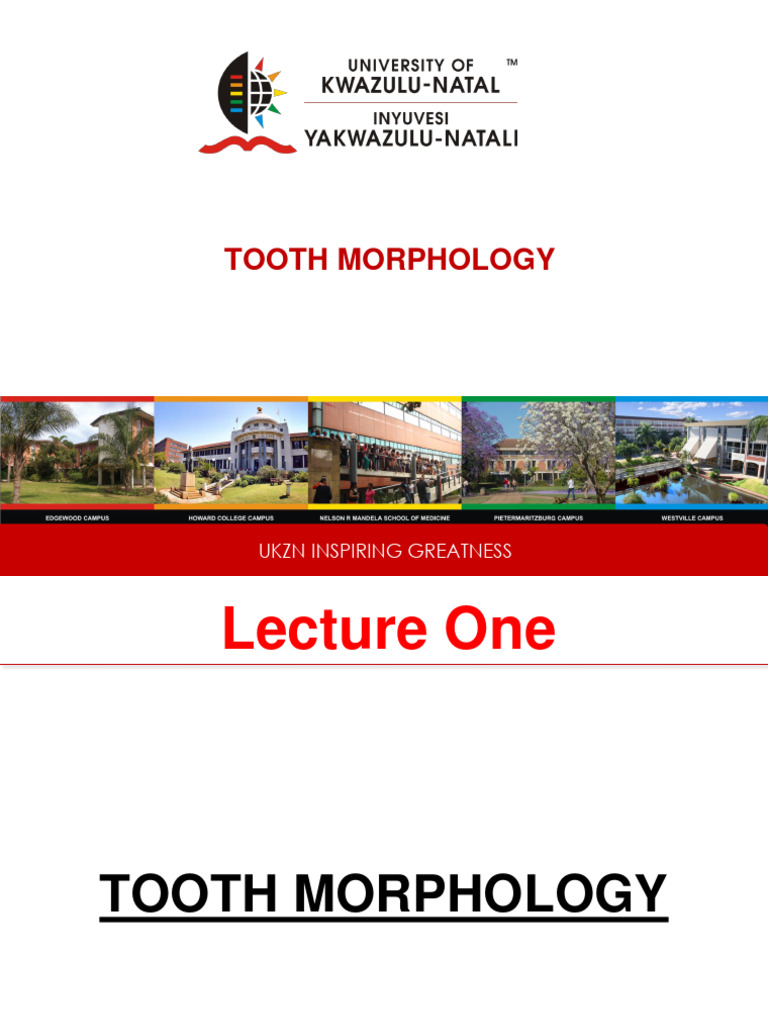 Tooth Morphology - Lectures | PDF | Dental Anatomy | Human Tooth