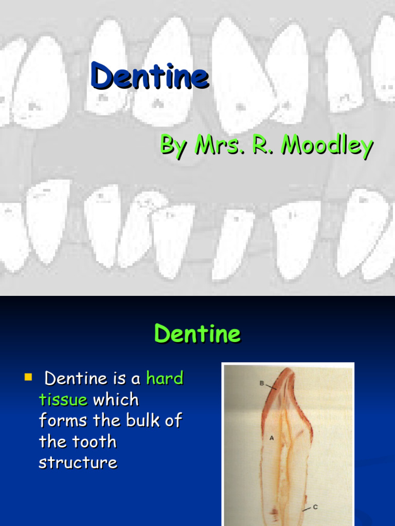 Dentine Lecture | PDF | Dentin | Tooth Enamel
