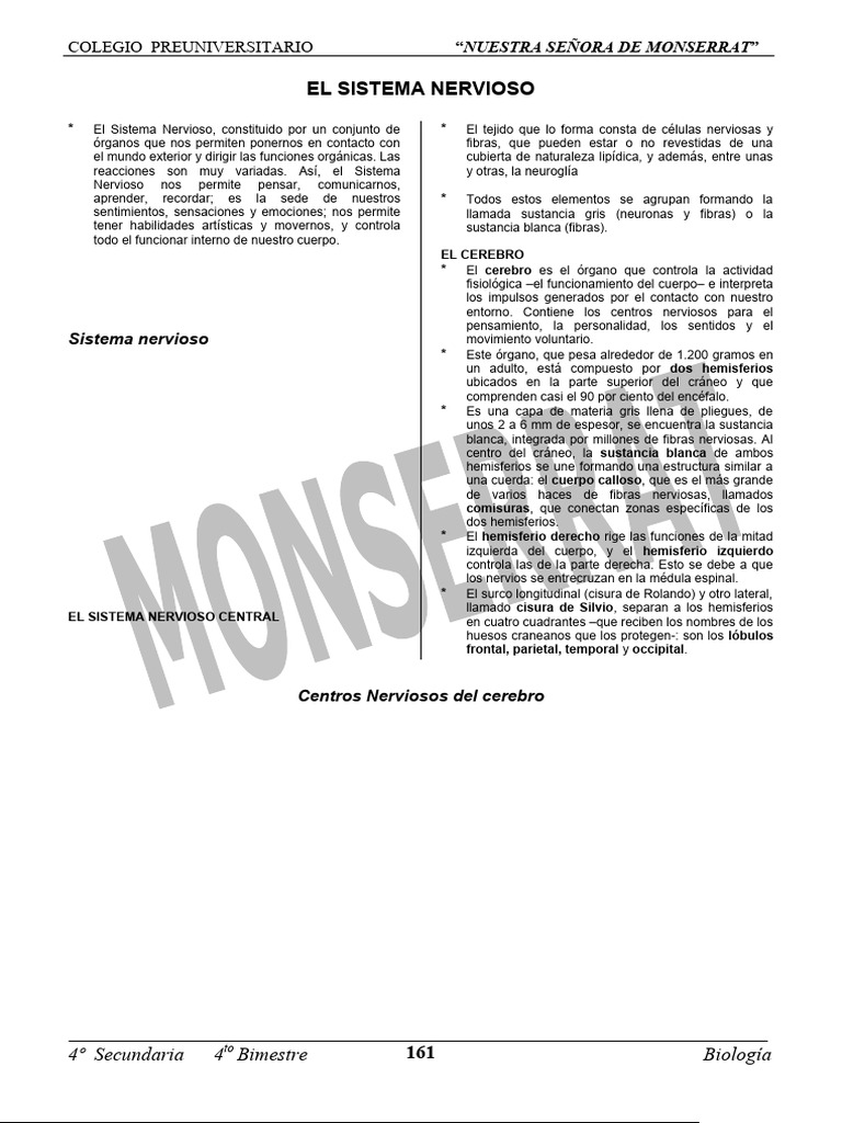 El sistema nervioso | PDF | Cerebro | Sistema nervioso