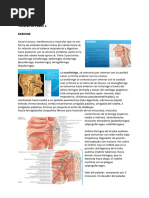 Anatomía de la Faringe y Laringe en Perros | PDF | Laringe ...