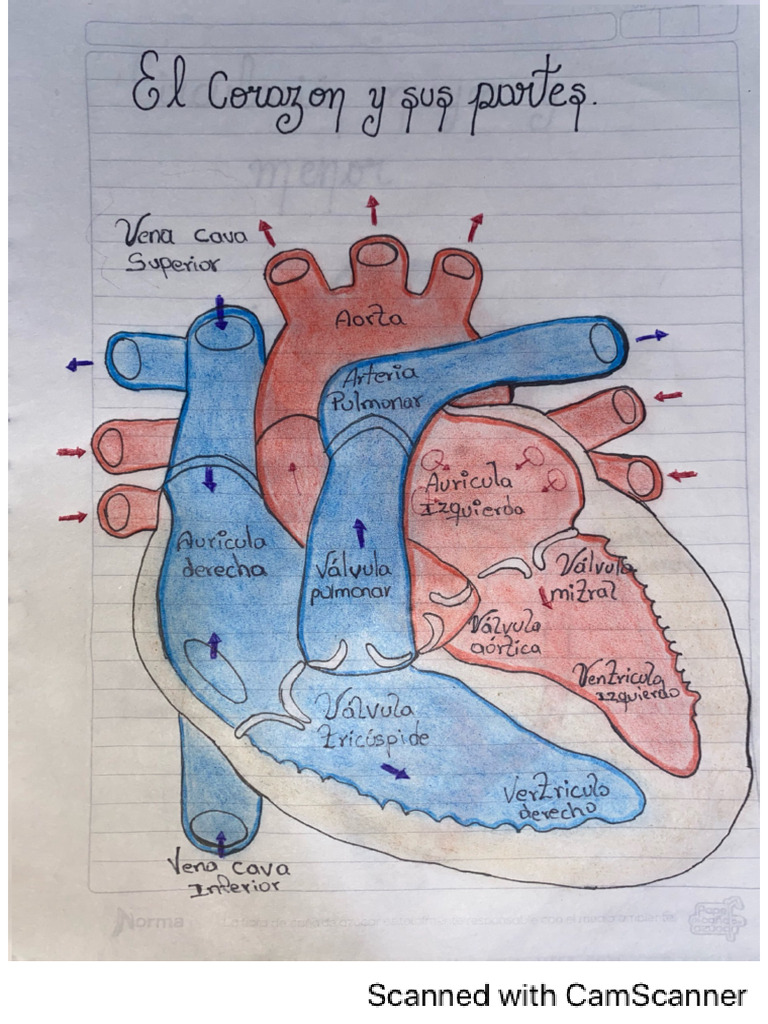 El corazón y sus partes | PDF