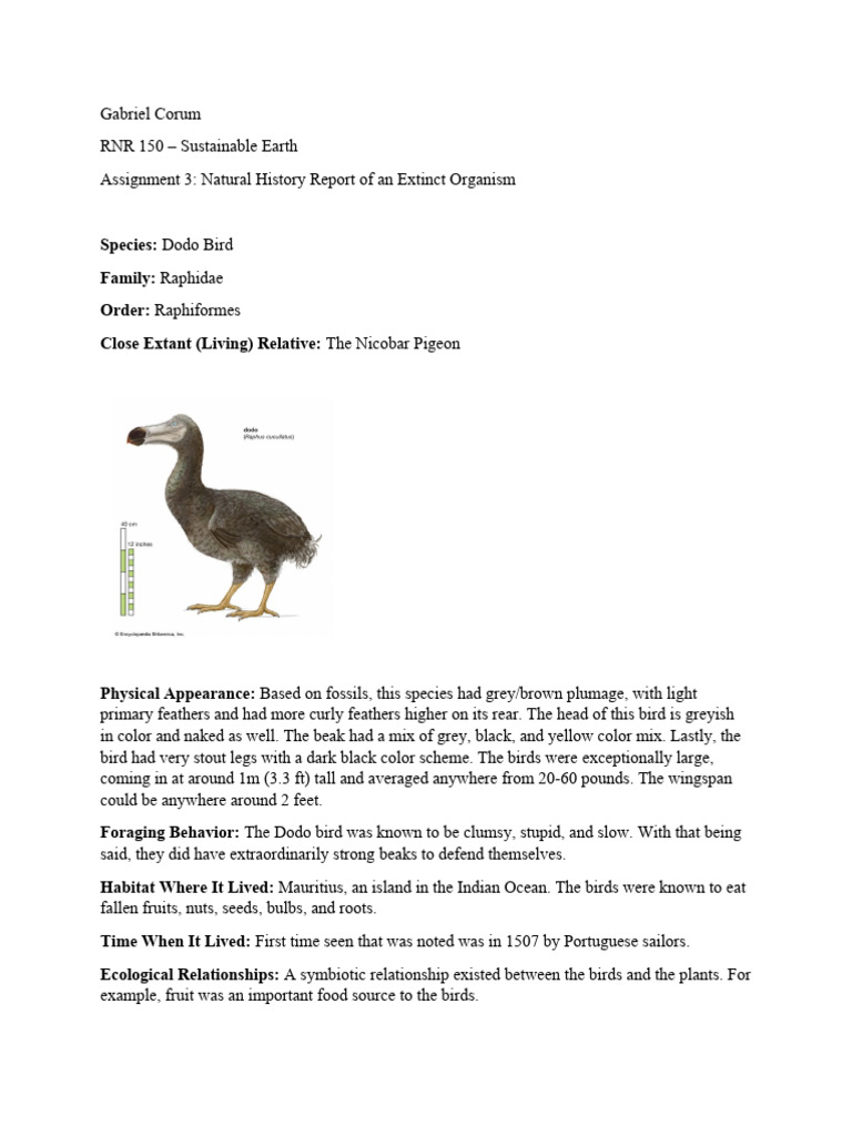 Assignment 3- The Dodo Bird | PDF