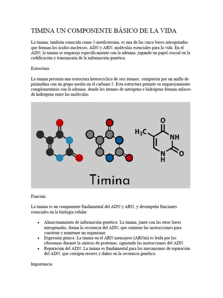 Timina Un Componente Básico de La Vida | PDF | Adn | Rna