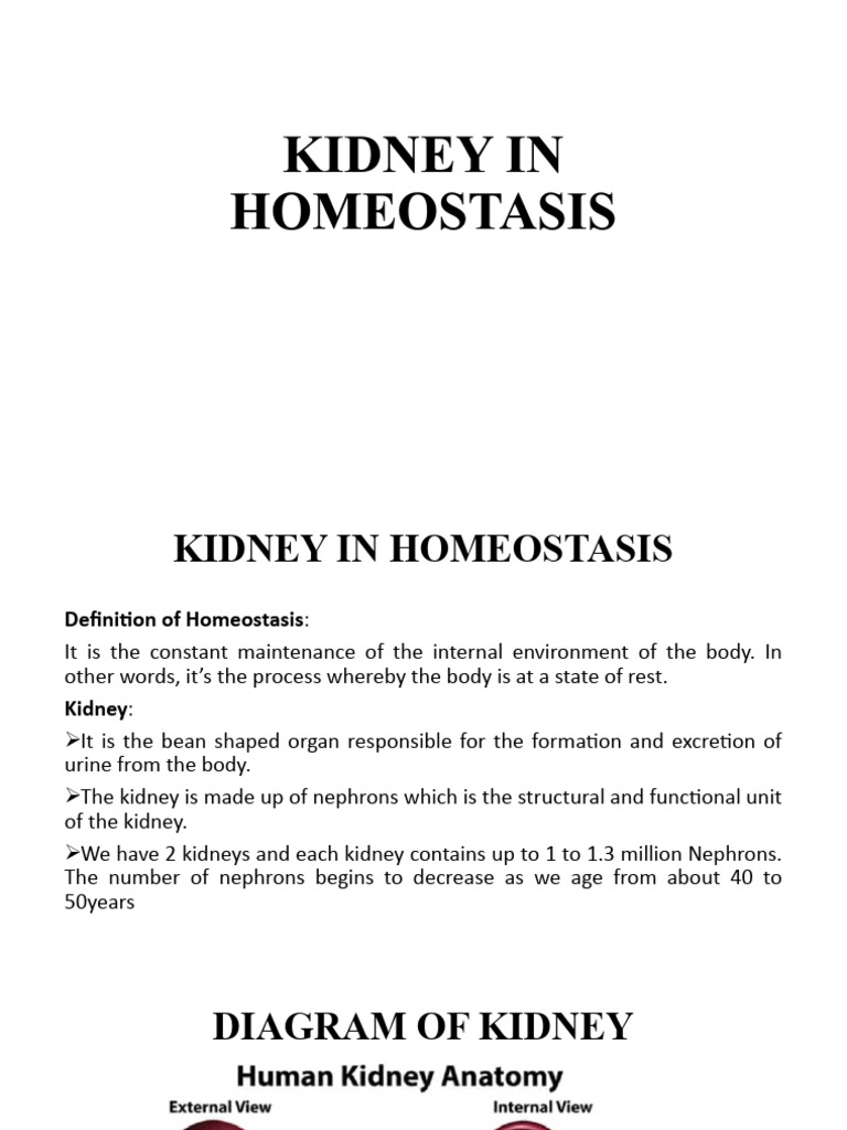 Kidney in Homeostasis | PDF | Kidney | Homeostasis