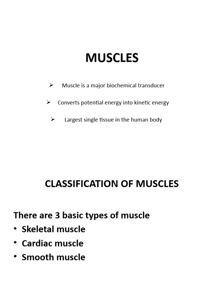 Muscle | PDF | Muscle Contraction | Actin