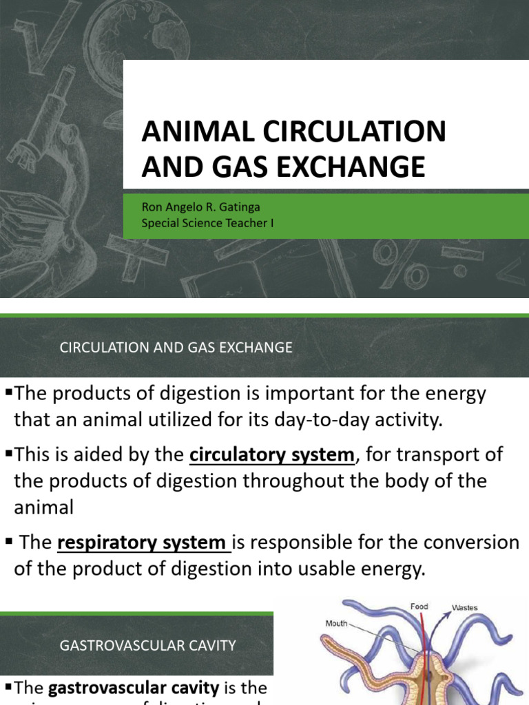 Animal Circulation and Gas Exchange | PDF | Respiratory System ...