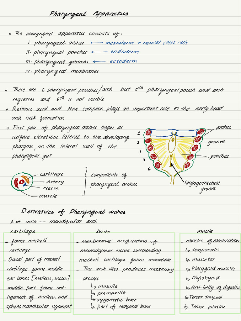 Development of Pharyngeal Arches | PDF