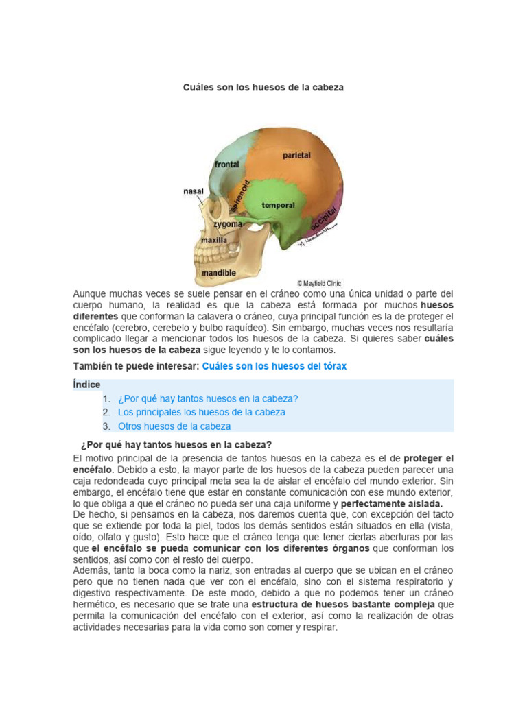 Principales Huesos de La Cabeza | Descargar gratis PDF | Cráneo | Cerebro
