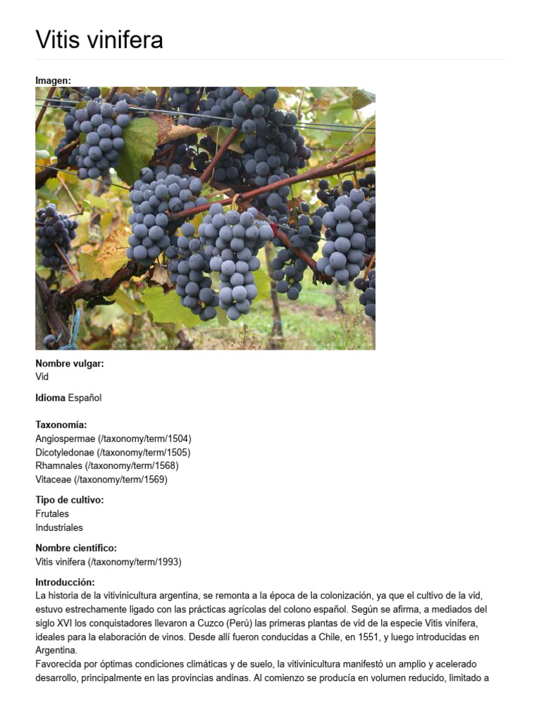 Vitis Vinifera Sistema Nacional Argentino De Vigilancia Y Monitoreo