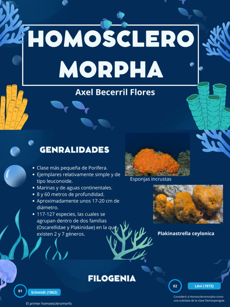 EXPO HOMOscleromorpha | PDF
