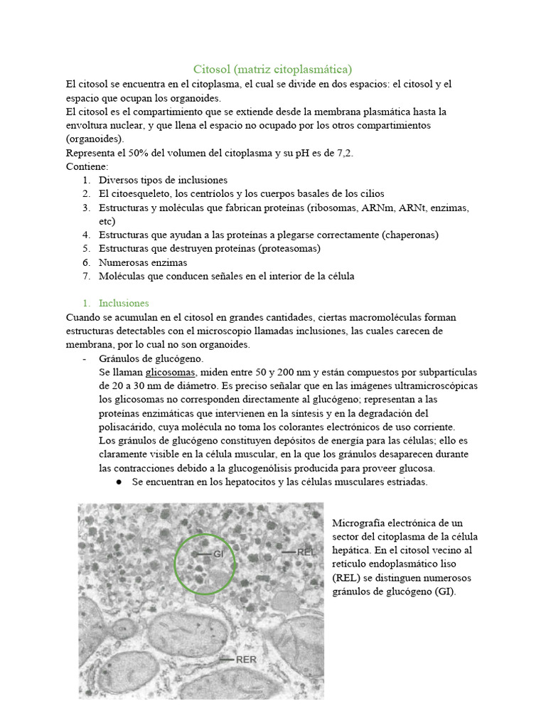 Bio Cel 5_ Citosol- Citoesqueleto I | Descargar gratis PDF | Microtúbulos | Proteínas