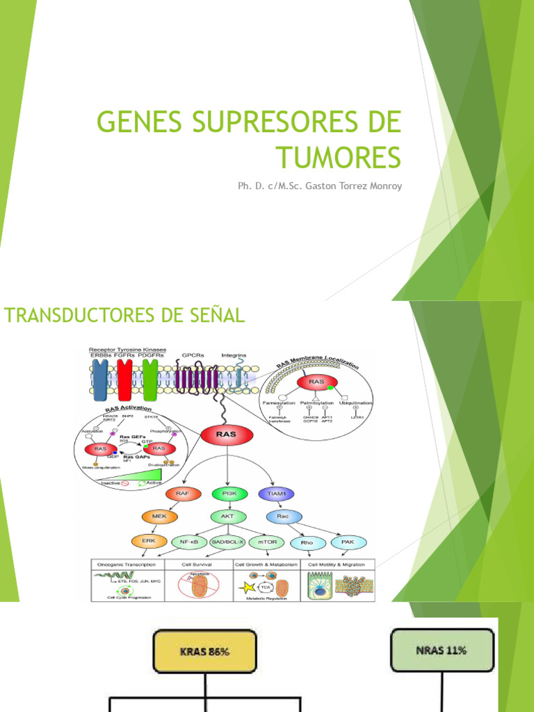 03 Genes Supresores de Tumores | PDF