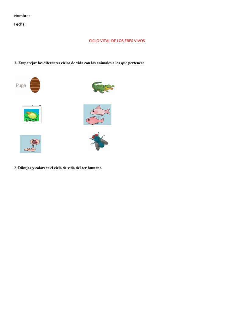 Ciclo de Vida de Los Animales Hoja de Trabajo | PDF