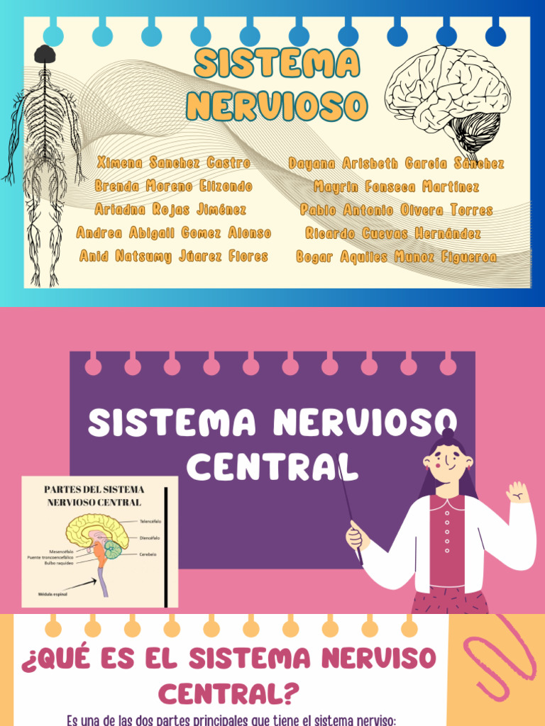 ANATOMÍA Y FISIOLOGÍA SISTEMA NERVIOSO SIMPÁTICO 2 | PDF | Nervio ...